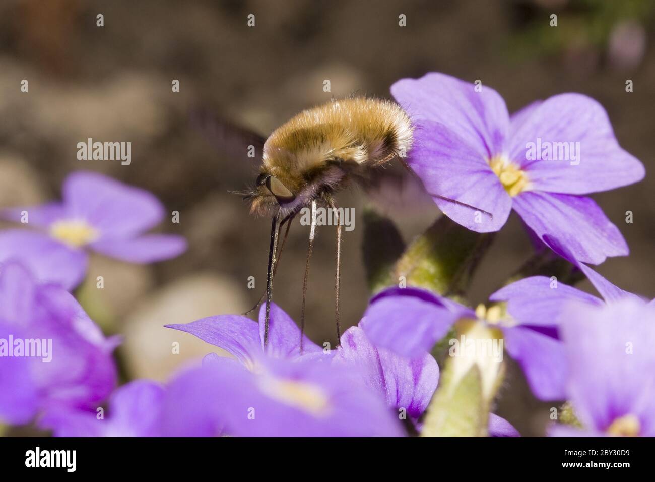 large bee fly Stock Photo - Alamy
