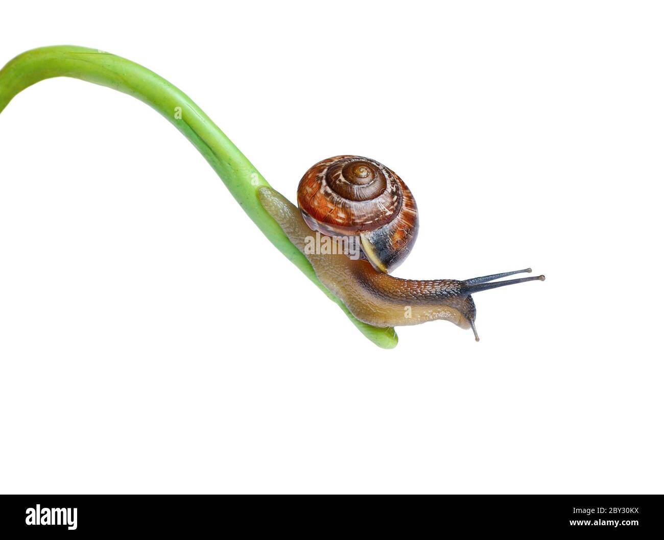 Snail on blade of grass Stock Photo - Alamy