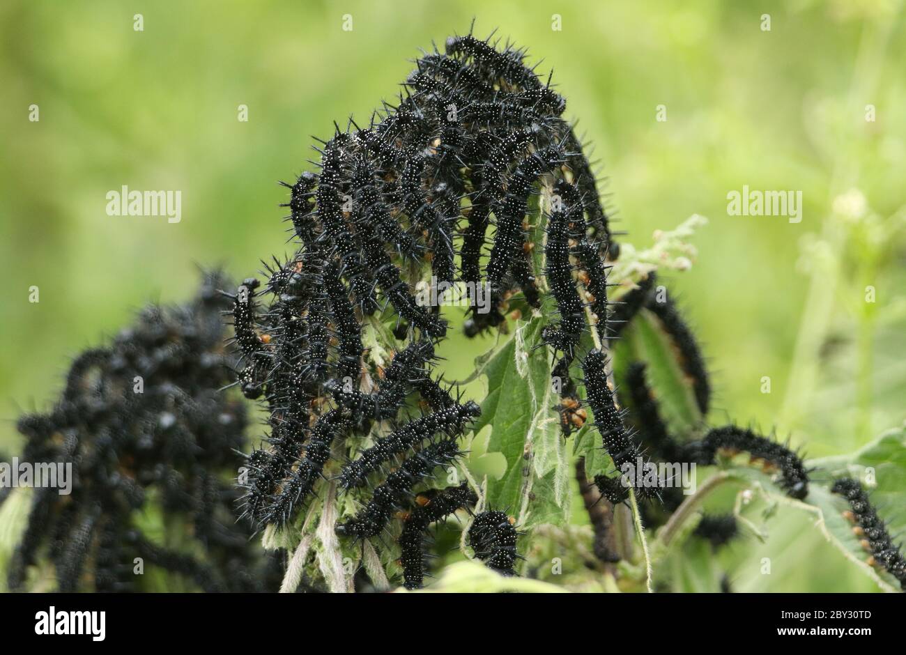 Spiky caterpillars hi-res stock photography and images - Alamy