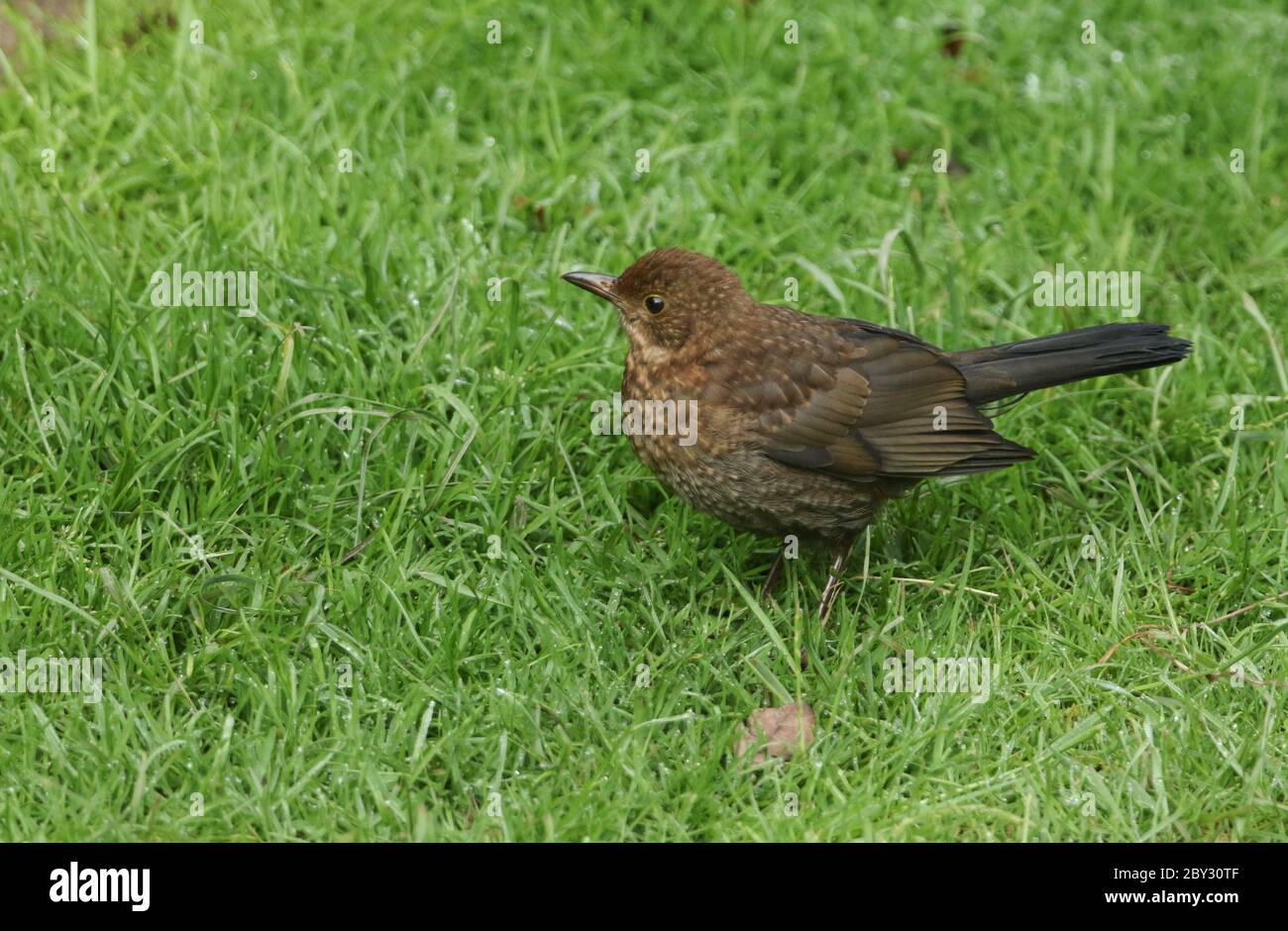 A cute baby Blackbird, Turdus merula, standing on the grass. It is ...
