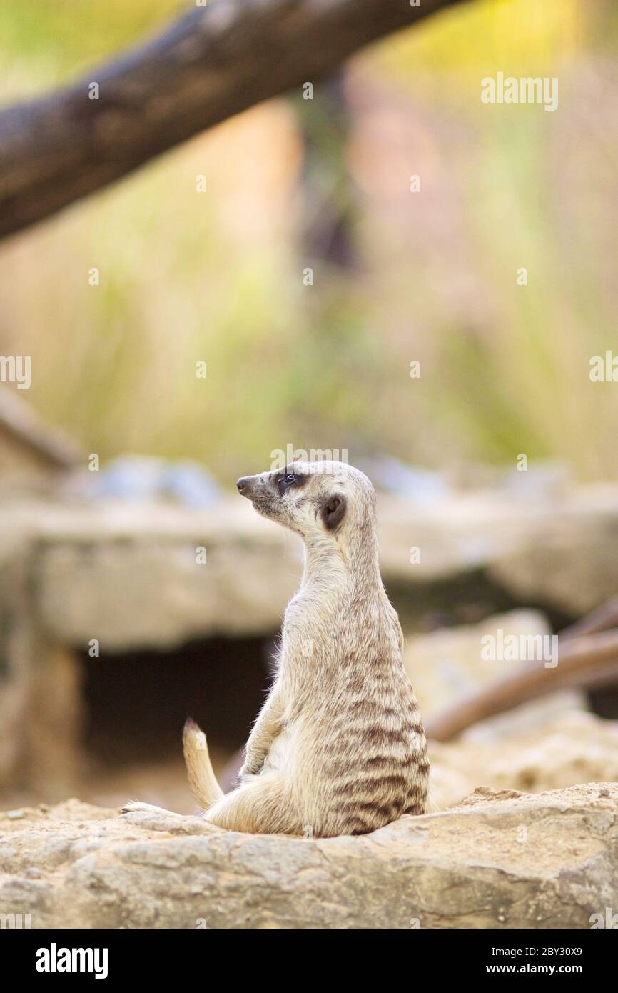 Cute meerkat photo hi-res stock photography and images - Alamy