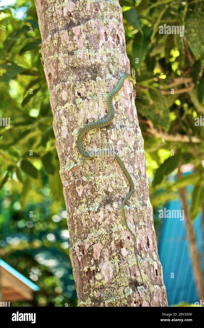 Snake on the Tree Stock Photo - Alamy