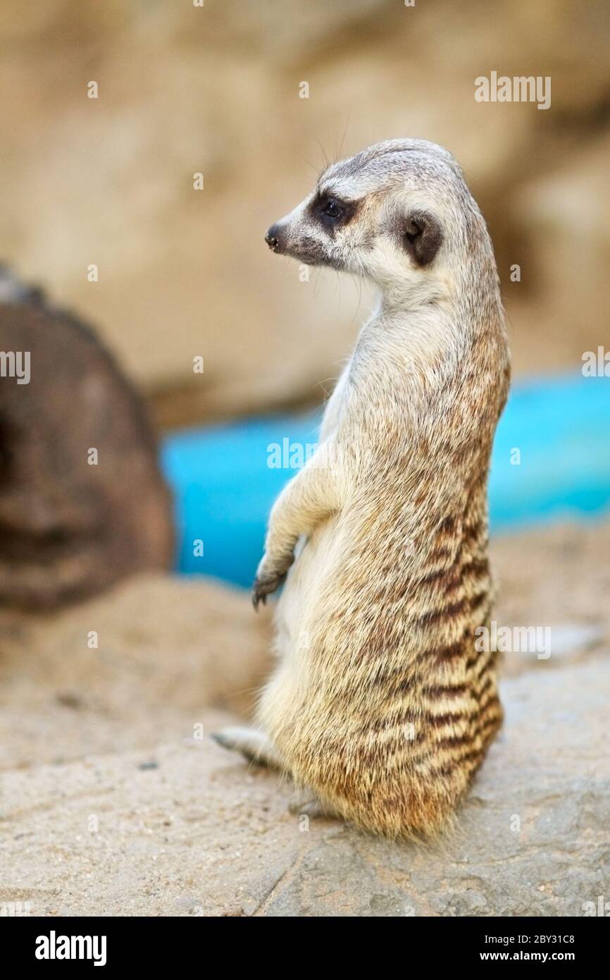 Beautiful meerkat hi-res stock photography and images - Alamy