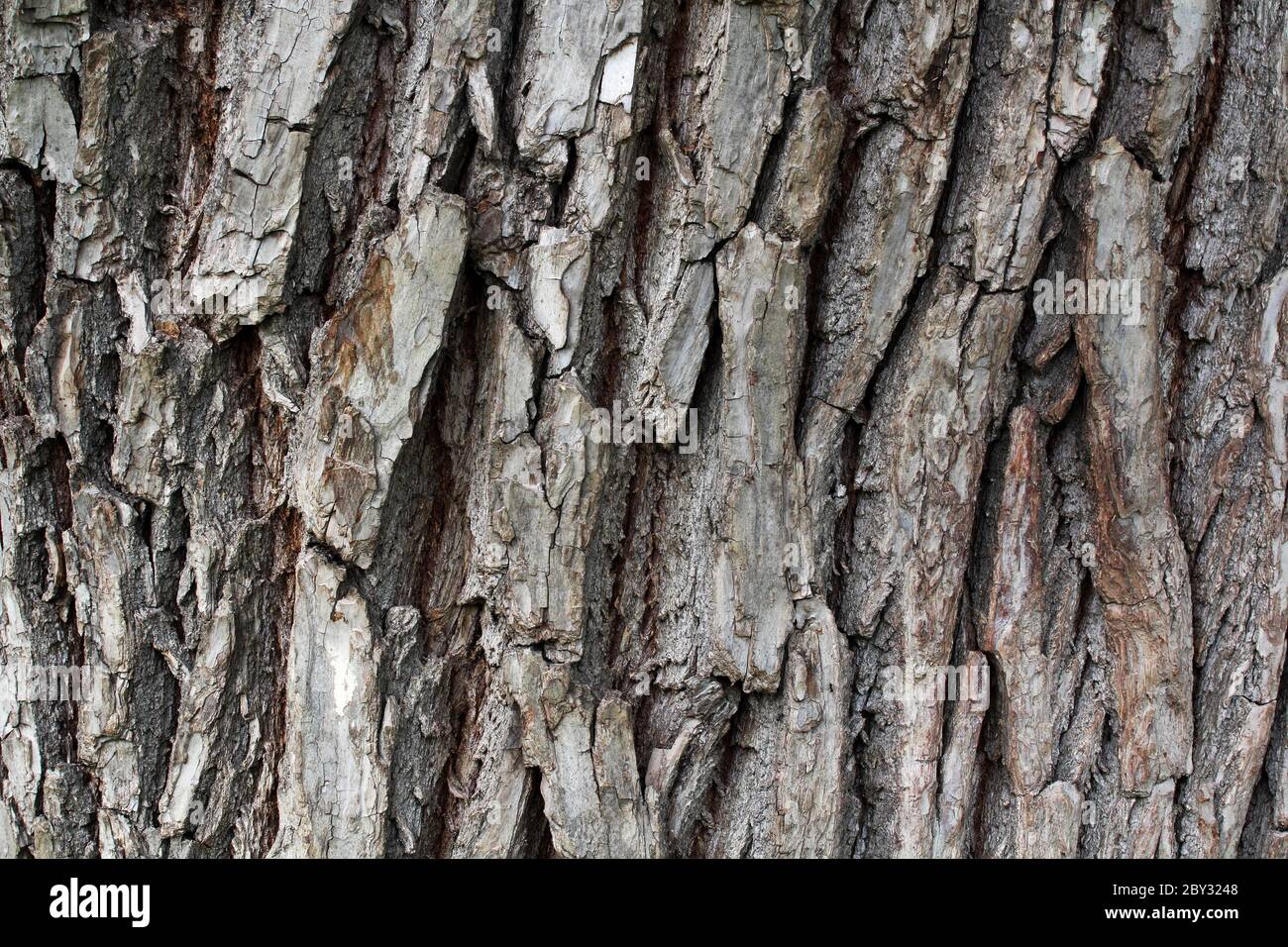 Kopfbaum hi-res stock photography and images - Alamy