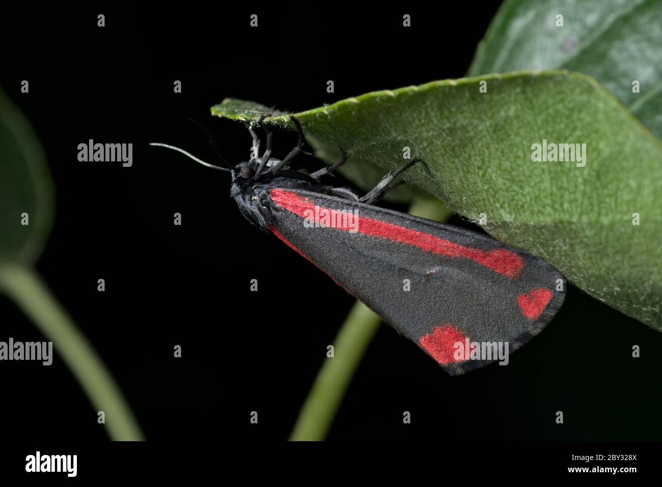 Bright red shines from the black wings of this cinnabar moth, visible ...