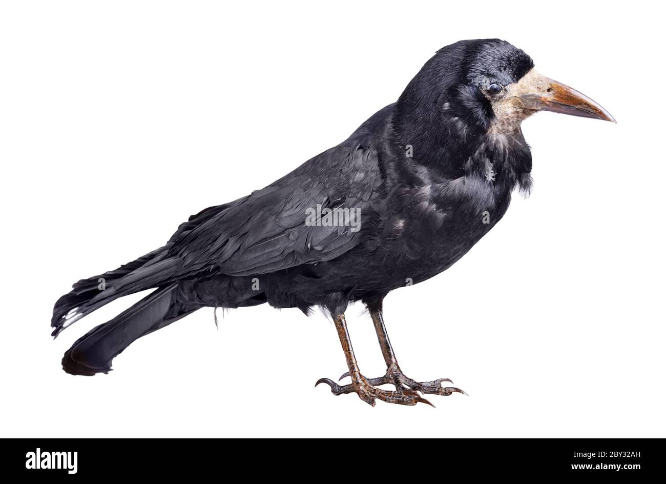 Crow gazing hi-res stock photography and images - Alamy
