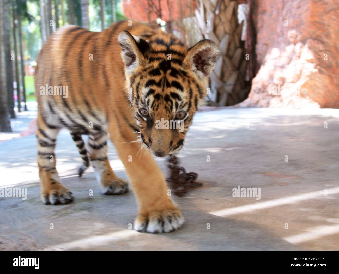 Tiger paw closeup hi-res stock photography and images - Alamy