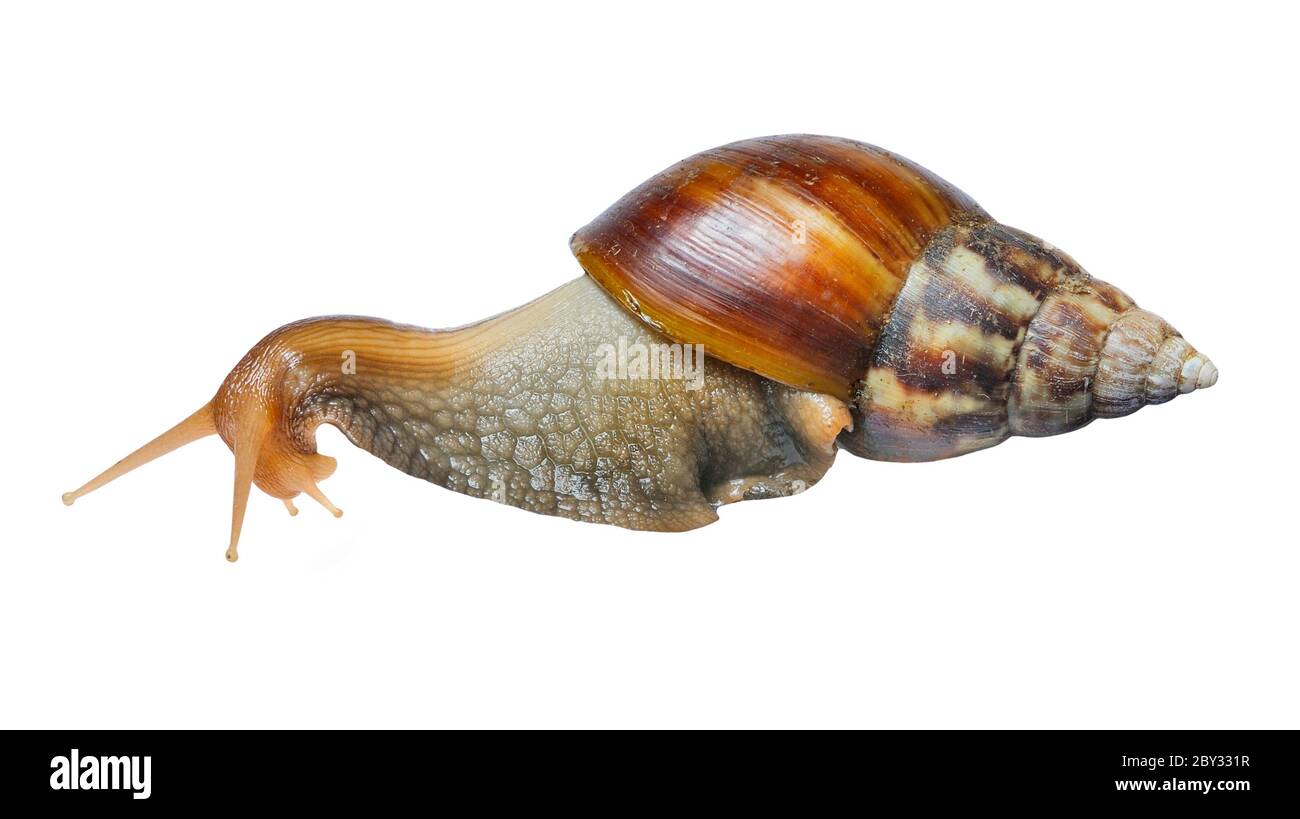 Univalve snail hi-res stock photography and images - Alamy