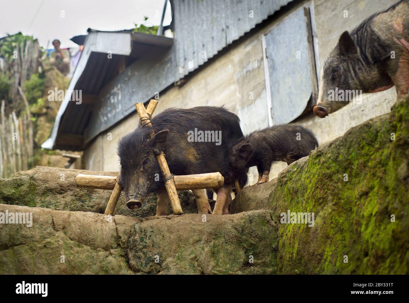 Kalinga family hi-res stock photography and images - Alamy