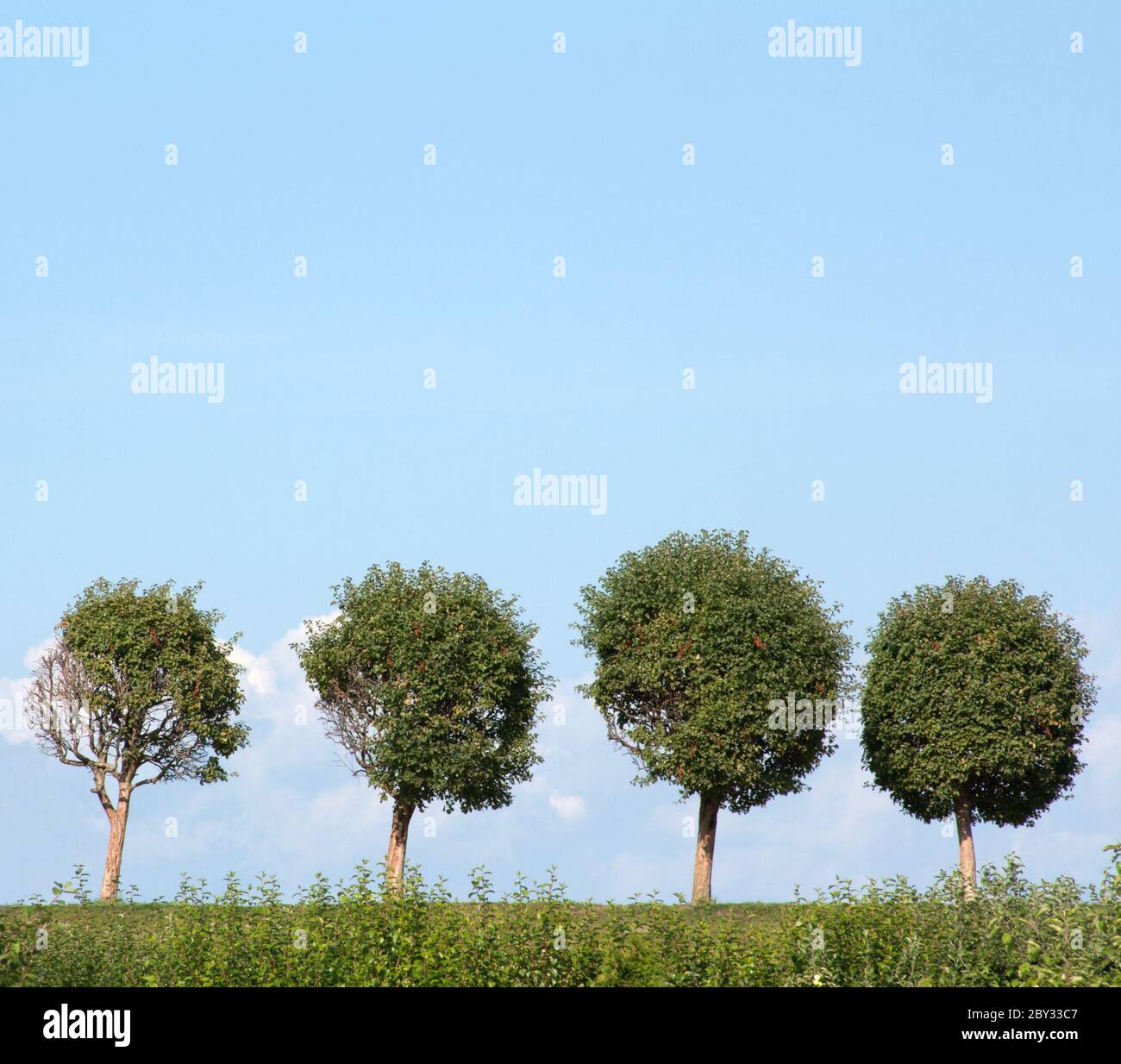 Four trees in row Stock Photo - Alamy