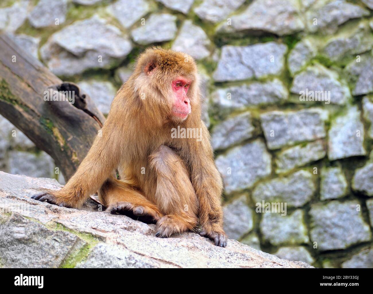 Sitting monkey hi-res stock photography and images - Alamy