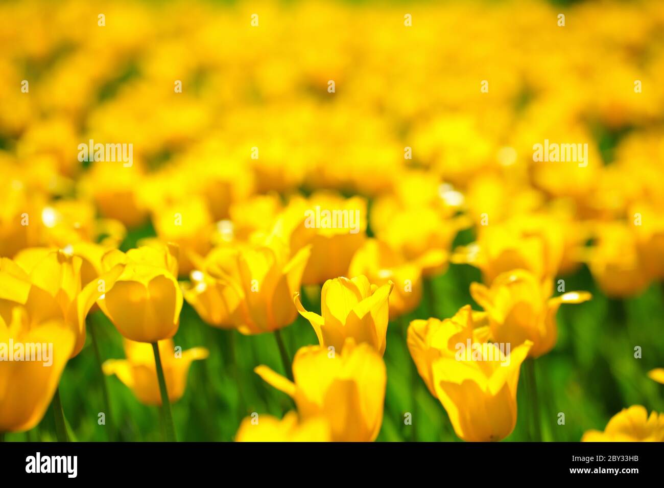 Se bud hi-res stock photography and images - Alamy