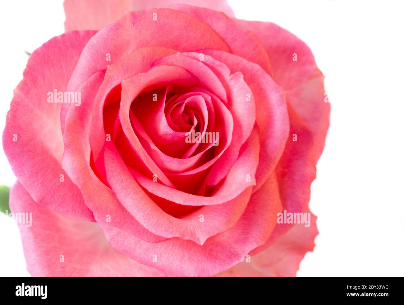 Rose layers macro hi-res stock photography and images - Alamy