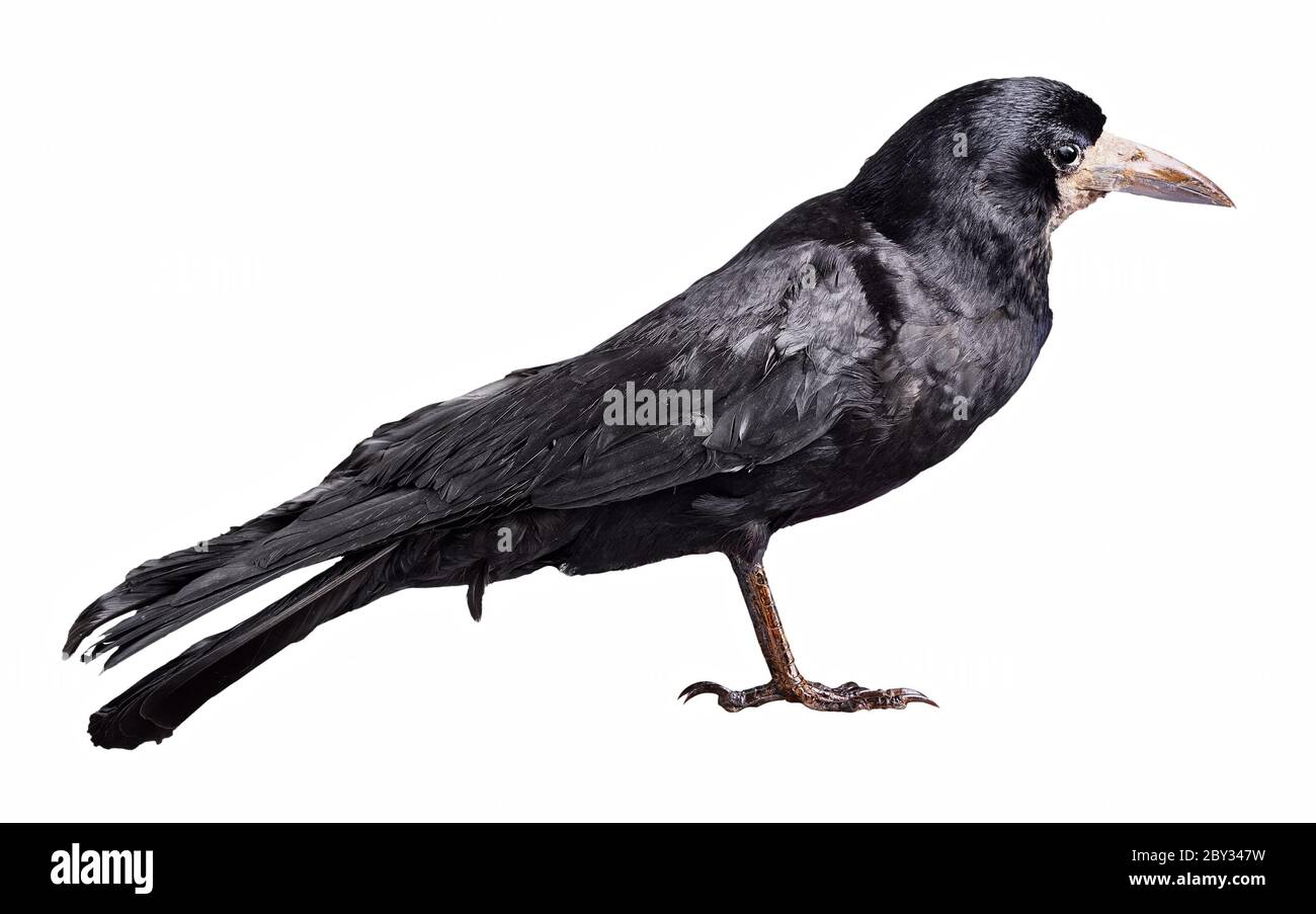 Closeup black crow on Cut Out Stock Images & Pictures - Alamy