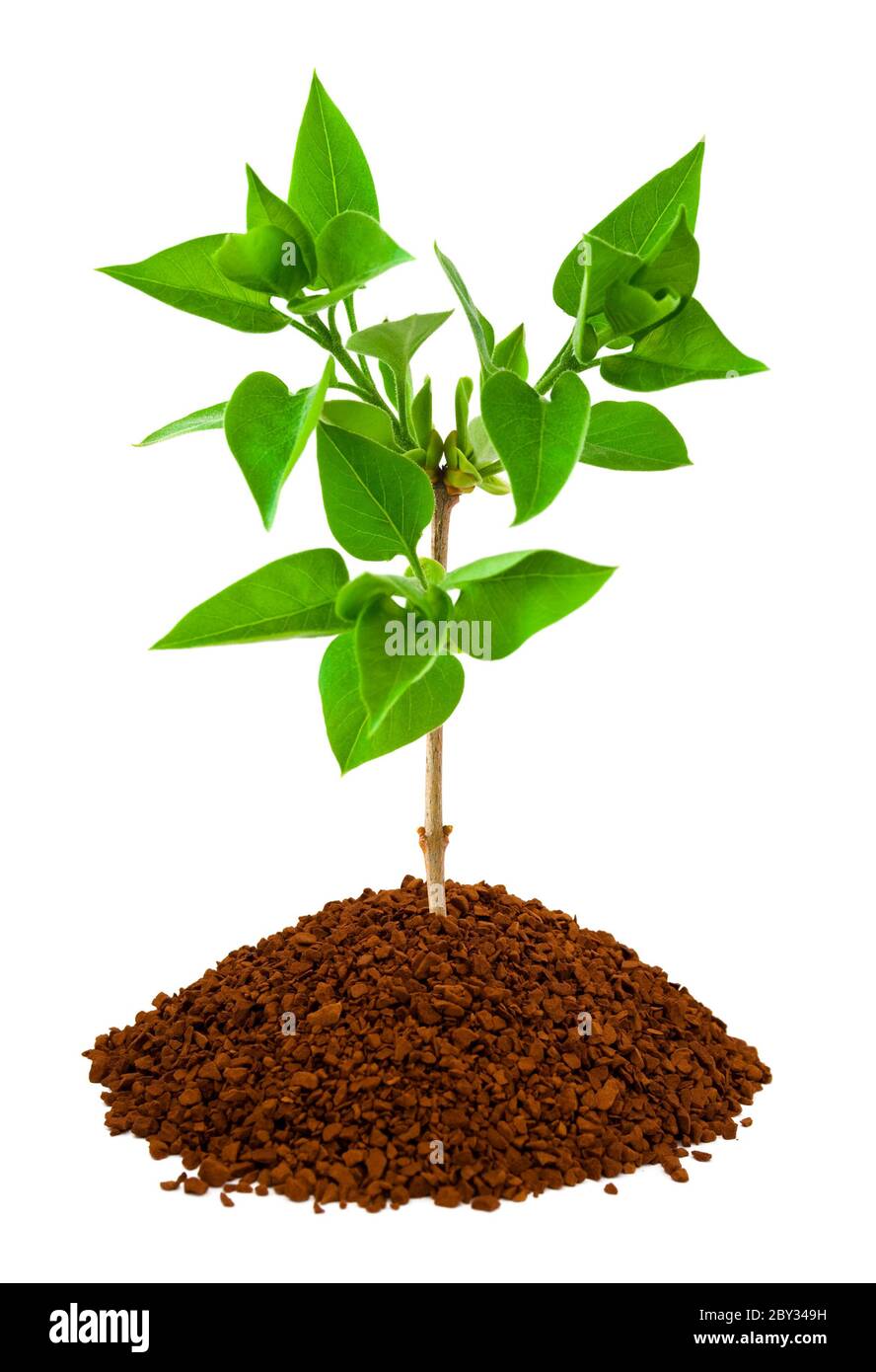 Plant in land Stock Photo - Alamy