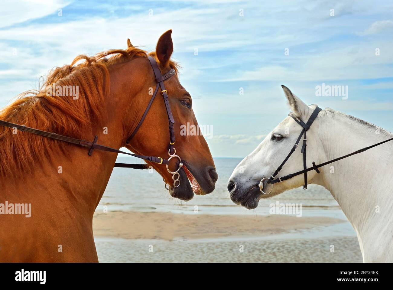 Two horses heads hi-res stock photography and images - Alamy