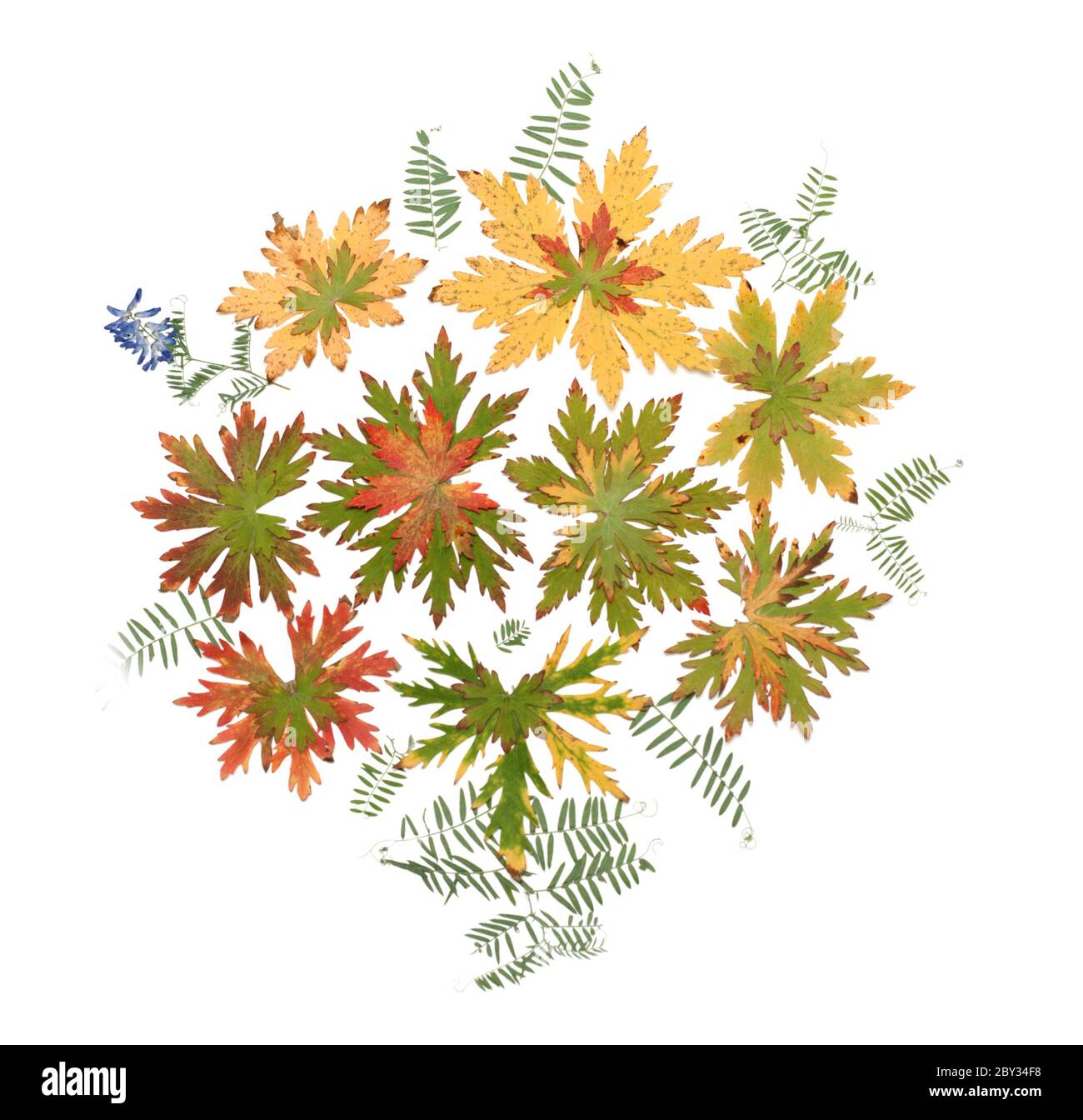 Autumn sheet put around Stock Photo - Alamy