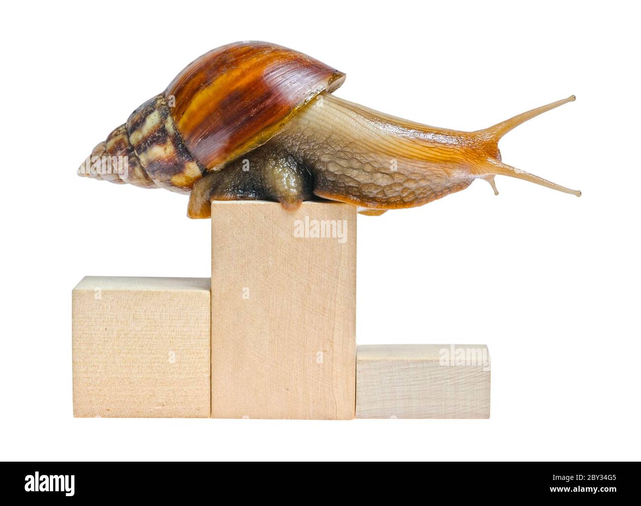 One snail on empty podium isolated on white Stock Photo - Alamy