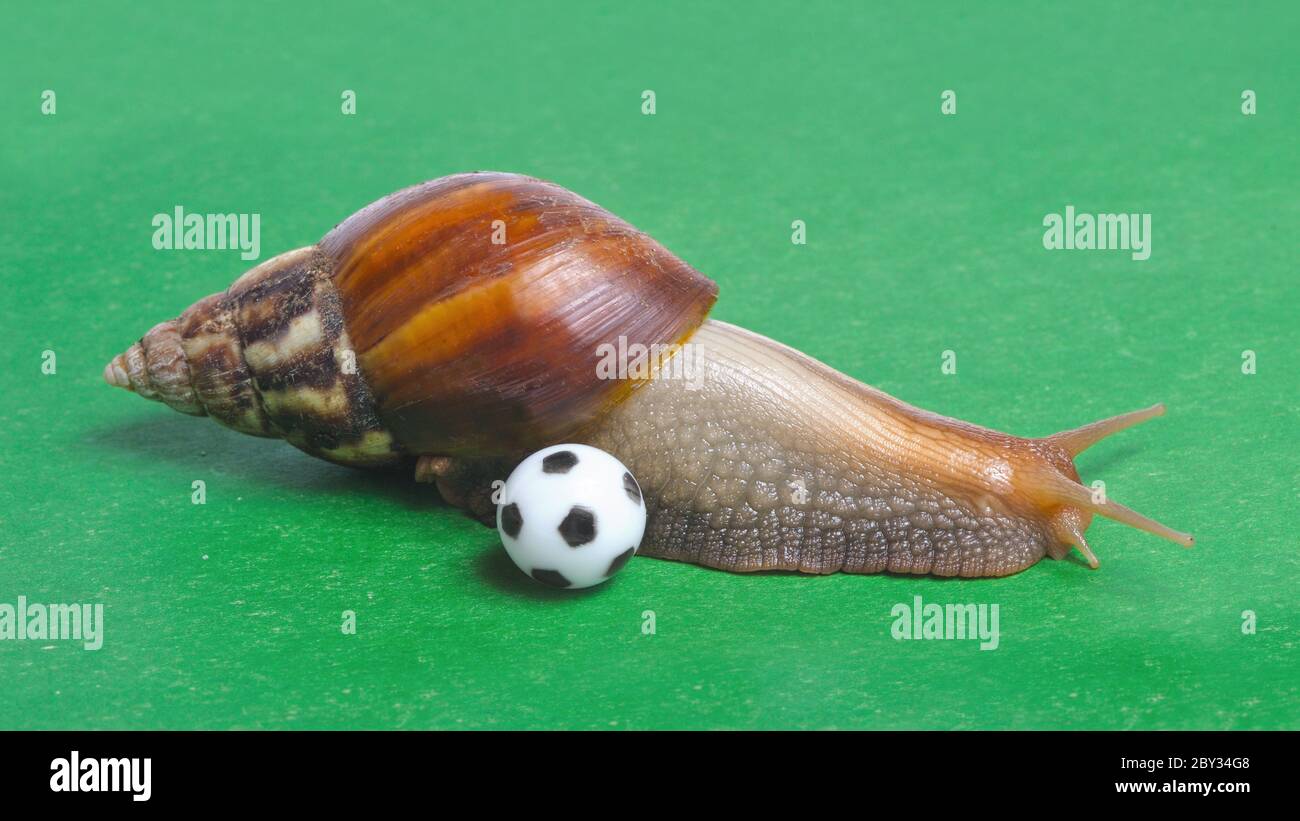 Playing with snail hi-res stock photography and images - Alamy