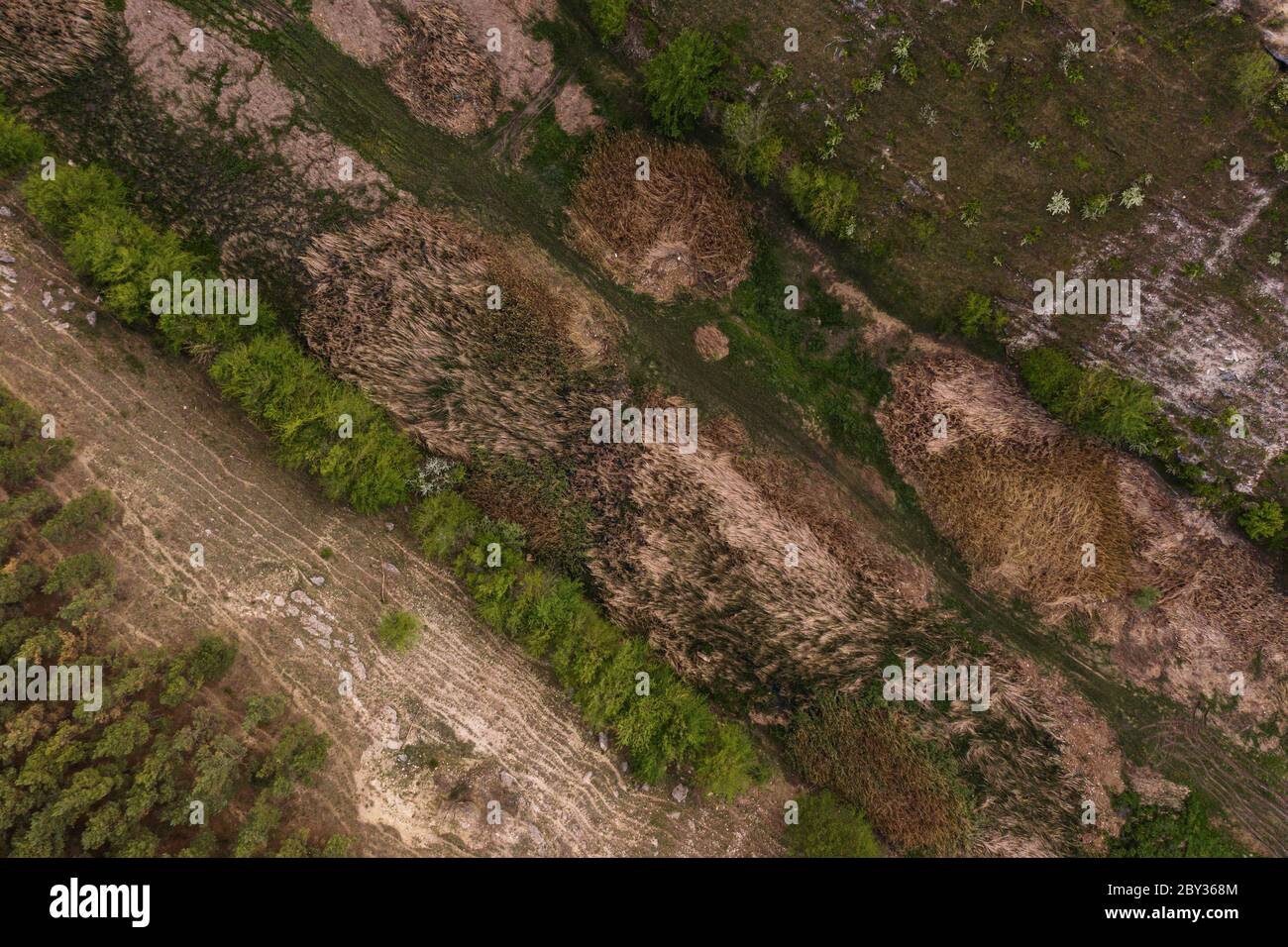 Aerial top view of rocks and tree, mountain ecosystem and healthy ...