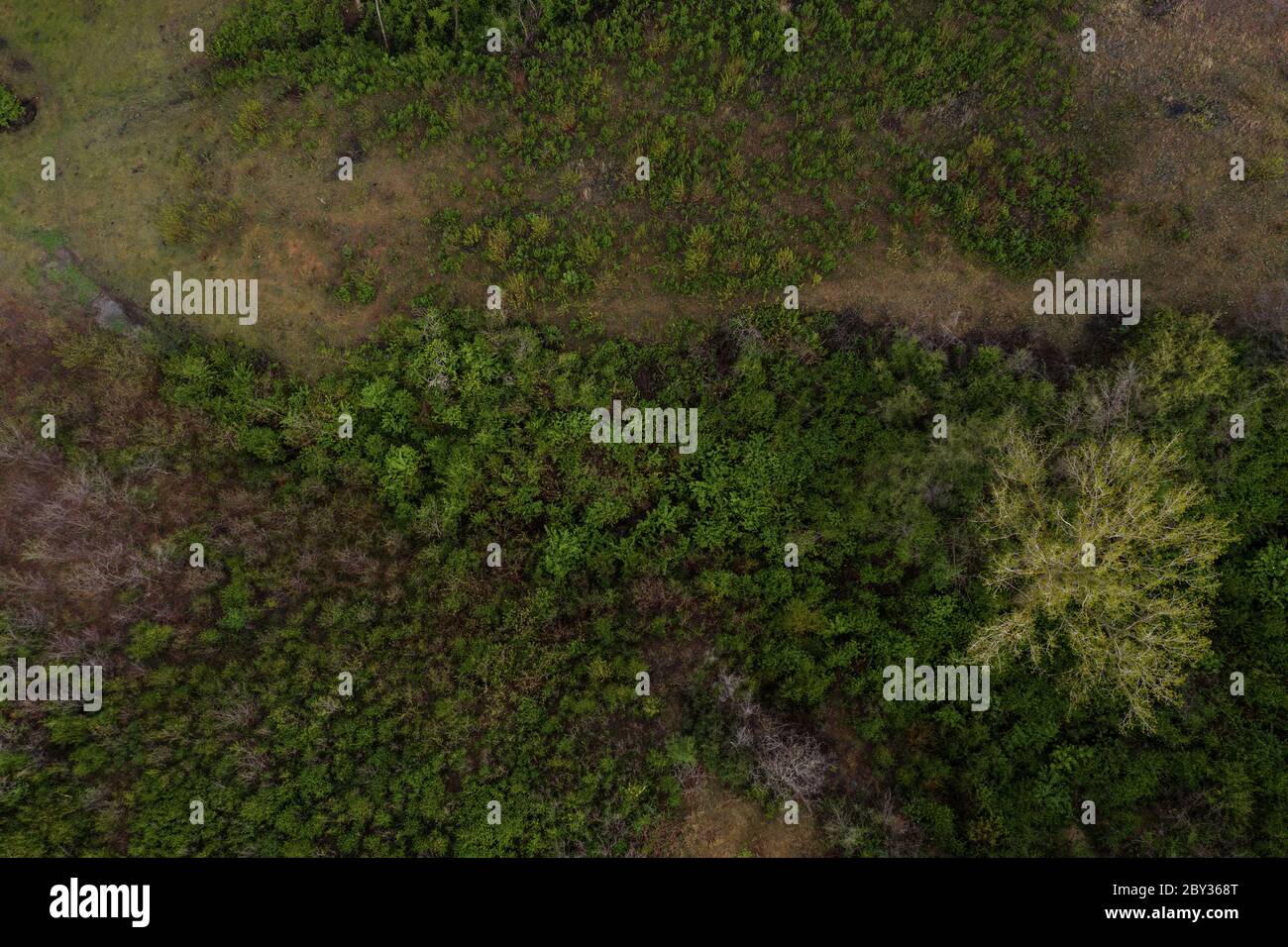 Texture of green tree forest view from above. Aerial top view forest ...