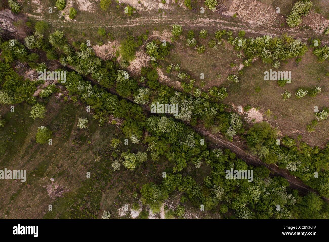 Aerial top view of rocks and tree, mountain ecosystem and healthy ...