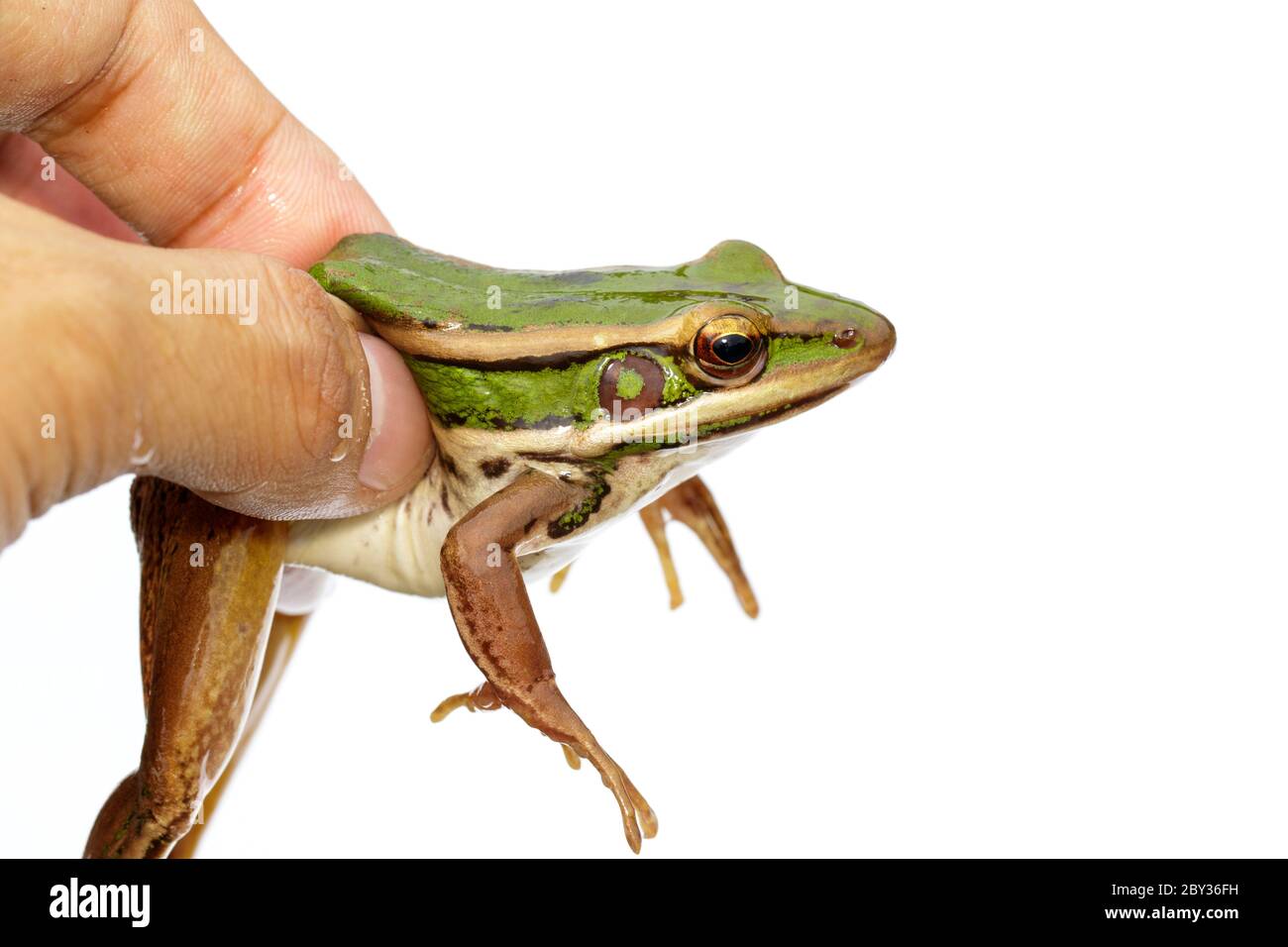 Image of paddy field green frog or Green Paddy Frog (Rana erythraea) on ...