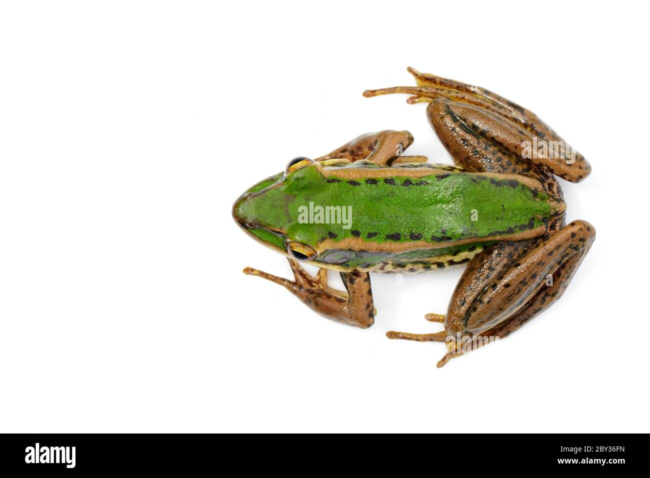 Image of paddy field green frog or Green Paddy Frog (Rana erythraea) on ...