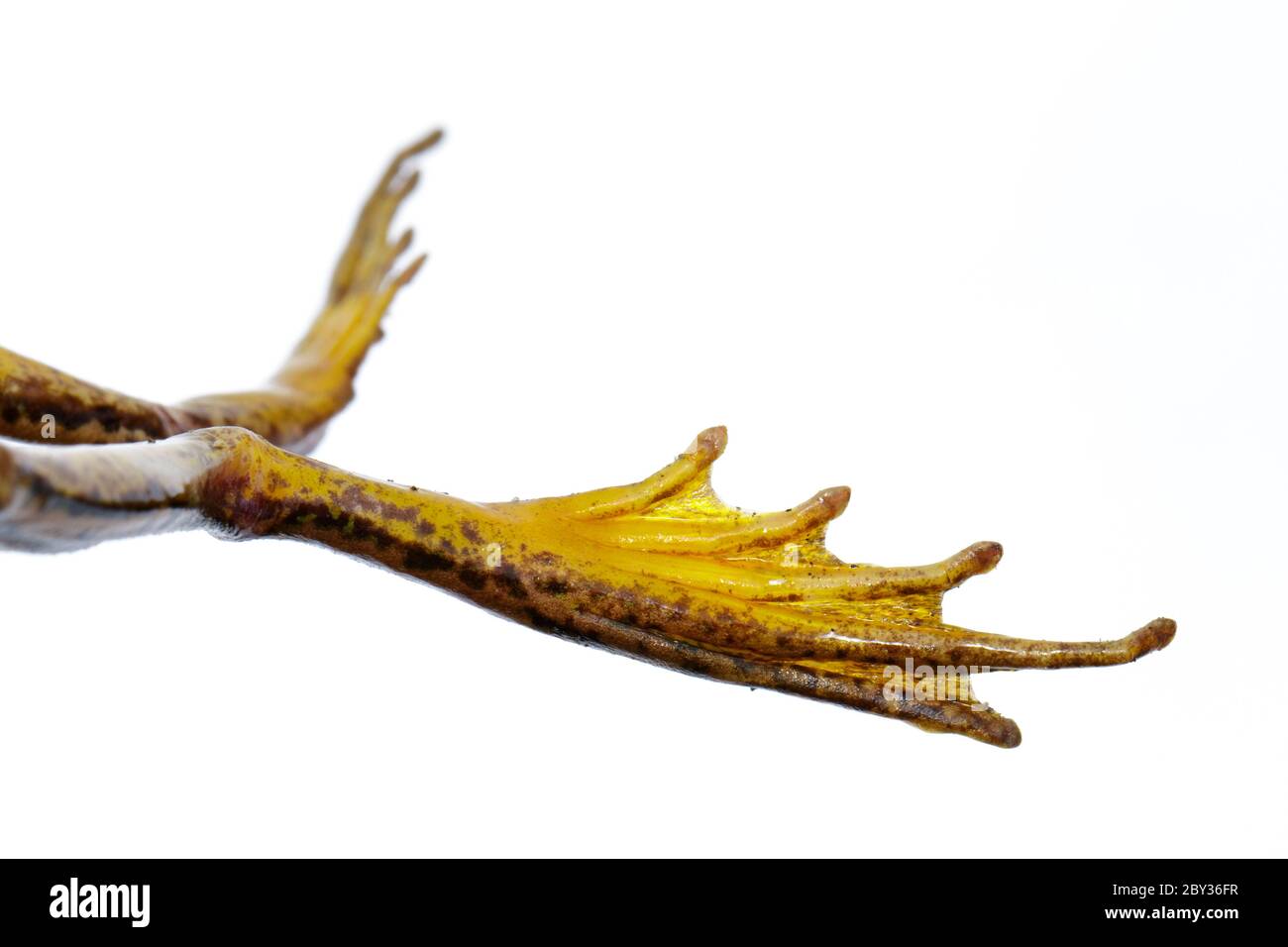 Image of Frog Feet, paddy field green frog or Green Paddy Frog (Rana ...