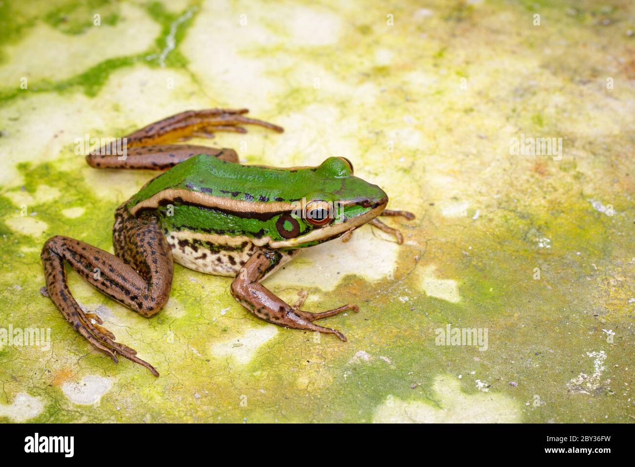 Image of paddy field green frog or Green Paddy Frog (Rana erythraea) on ...