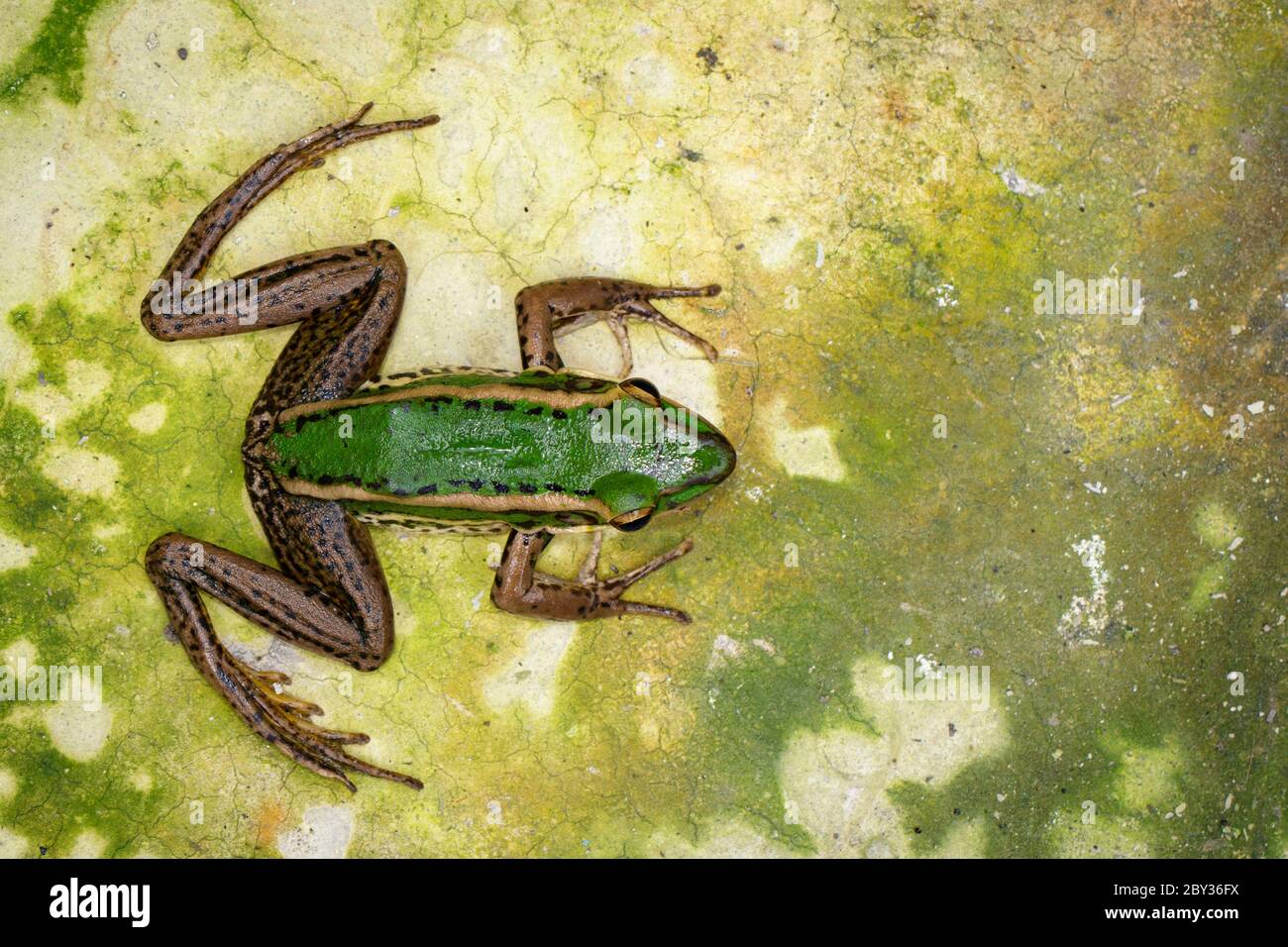 Image of paddy field green frog or Green Paddy Frog (Rana erythraea) on ...