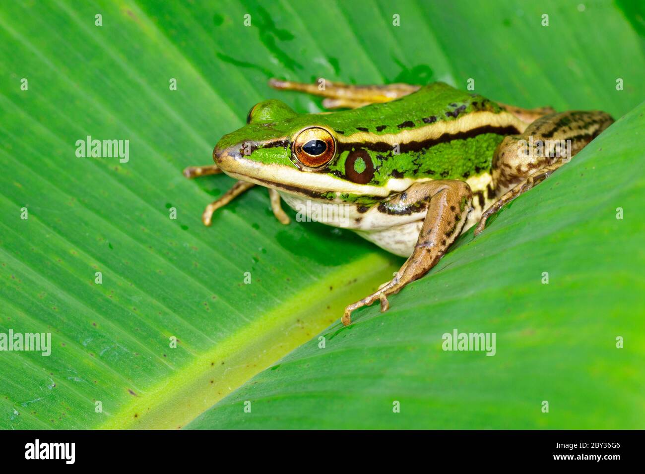 Image of paddy field green frog or Green Paddy Frog (Rana erythraea) on ...