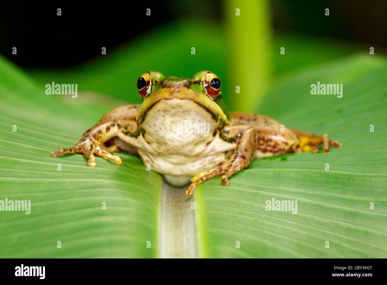 Image of paddy field green frog or Green Paddy Frog (Rana erythraea) on ...