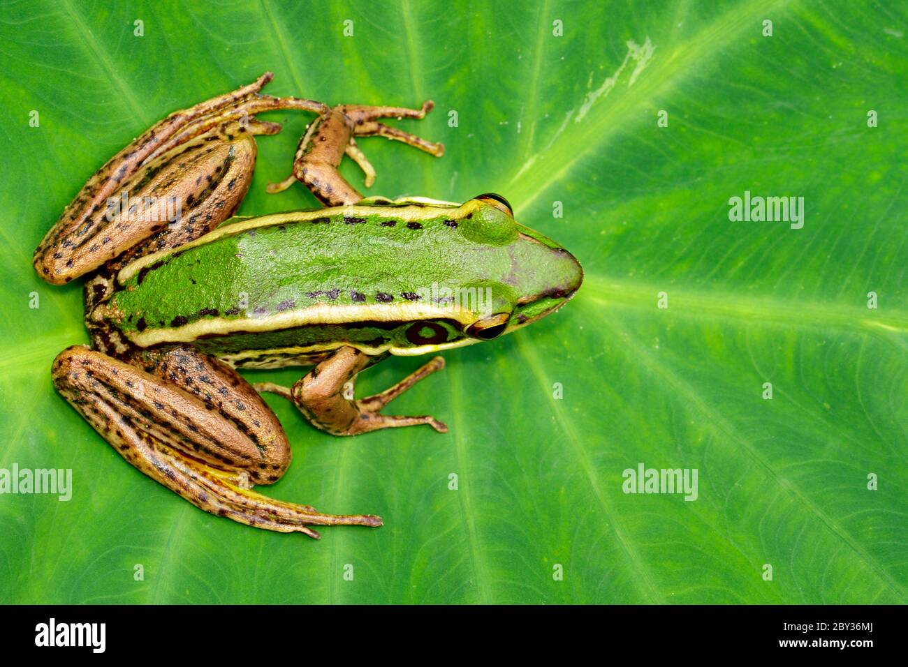 Image of paddy field green frog or Green Paddy Frog (Rana erythraea) on ...