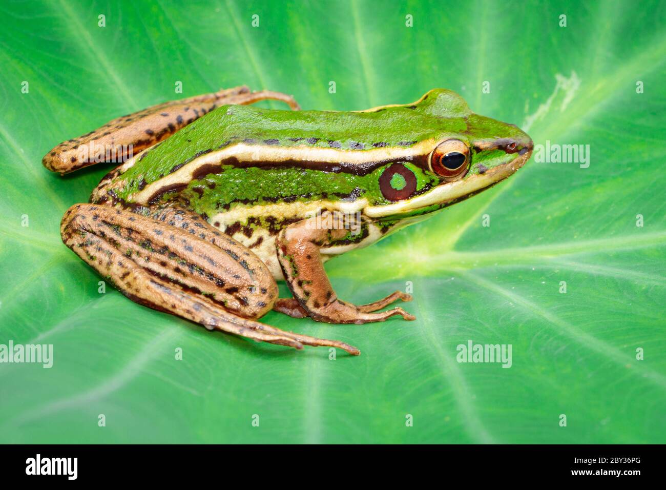 Image of paddy field green frog or Green Paddy Frog (Rana erythraea) on ...