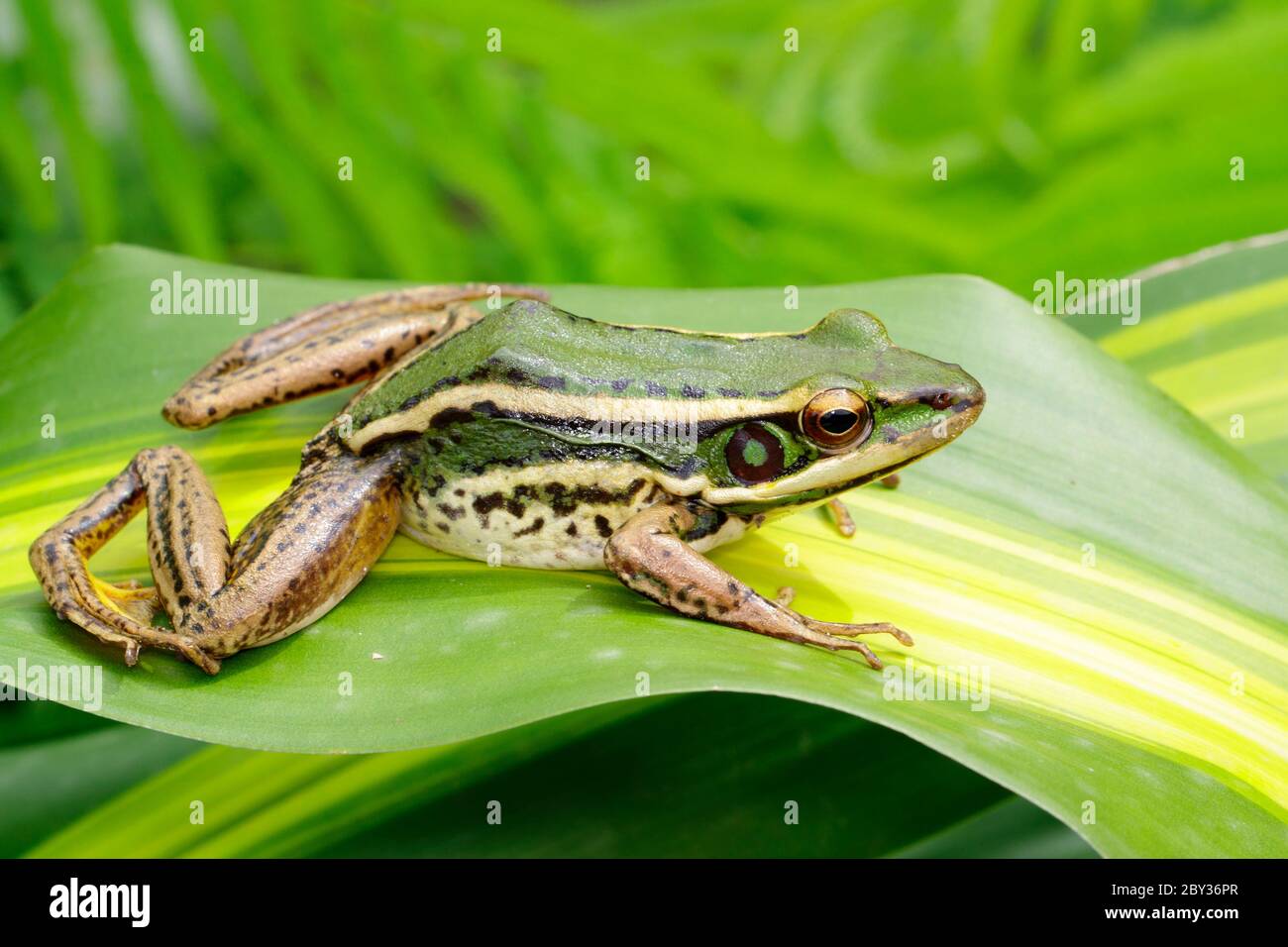 Image of paddy field green frog or Green Paddy Frog (Rana erythraea) on ...