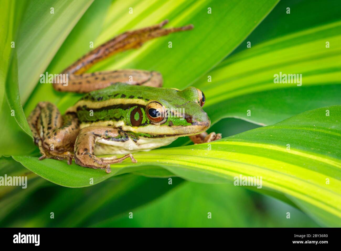 Image of paddy field green frog or Green Paddy Frog (Rana erythraea) on ...