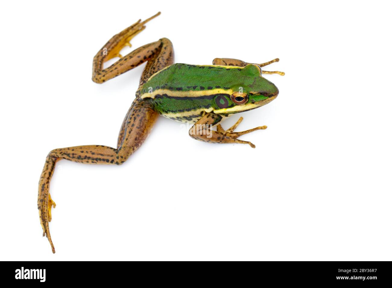 Image of paddy field green frog or Green Paddy Frog (Rana erythraea) on ...