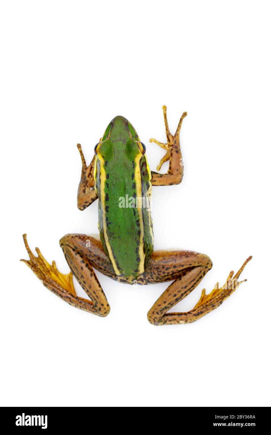 Image of paddy field green frog or Green Paddy Frog (Rana erythraea) on ...