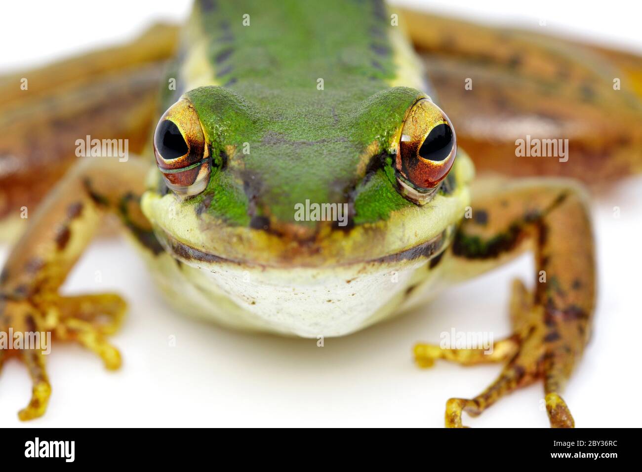 Image of paddy field green frog or Green Paddy Frog (Rana erythraea) on ...