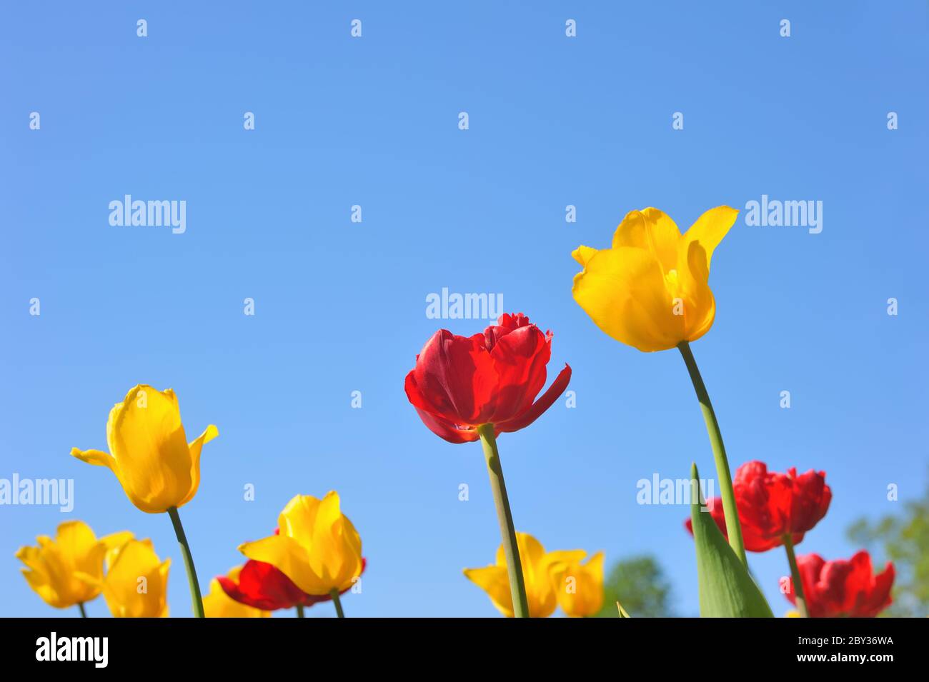 Many colored tulips hi-res stock photography and images - Alamy