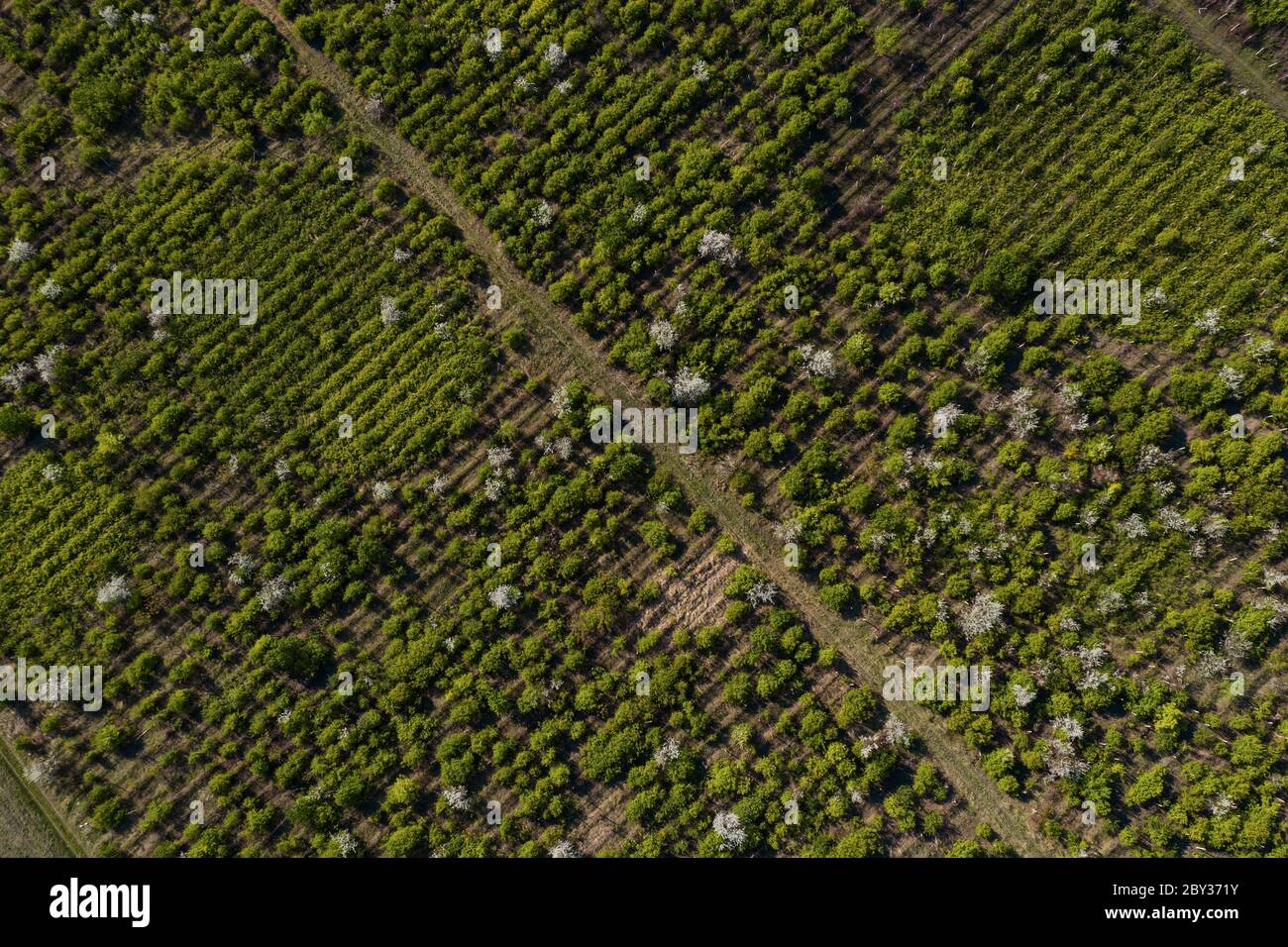 Texture of green tree forest view from above. Aerial top view forest ...