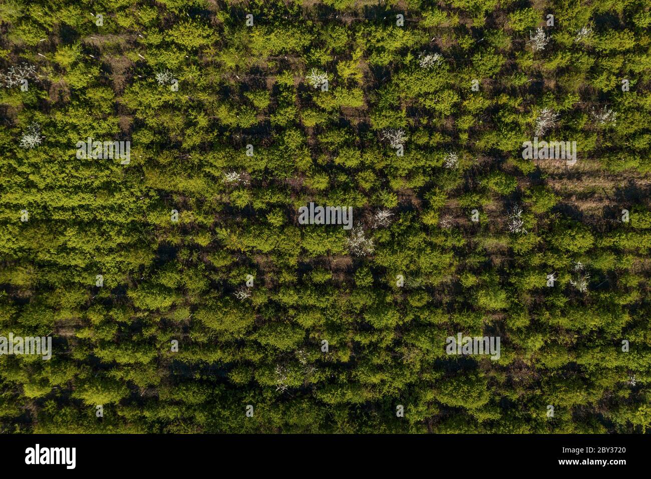 Texture of green tree forest view from above. Aerial top view forest ...