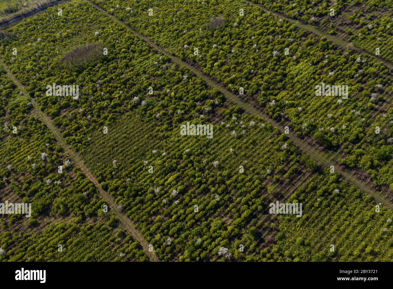 Texture of green tree forest view from above. Aerial top view forest ...