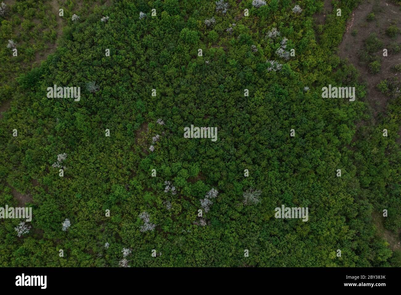 Texture of green tree forest view from above. Aerial top view forest ...