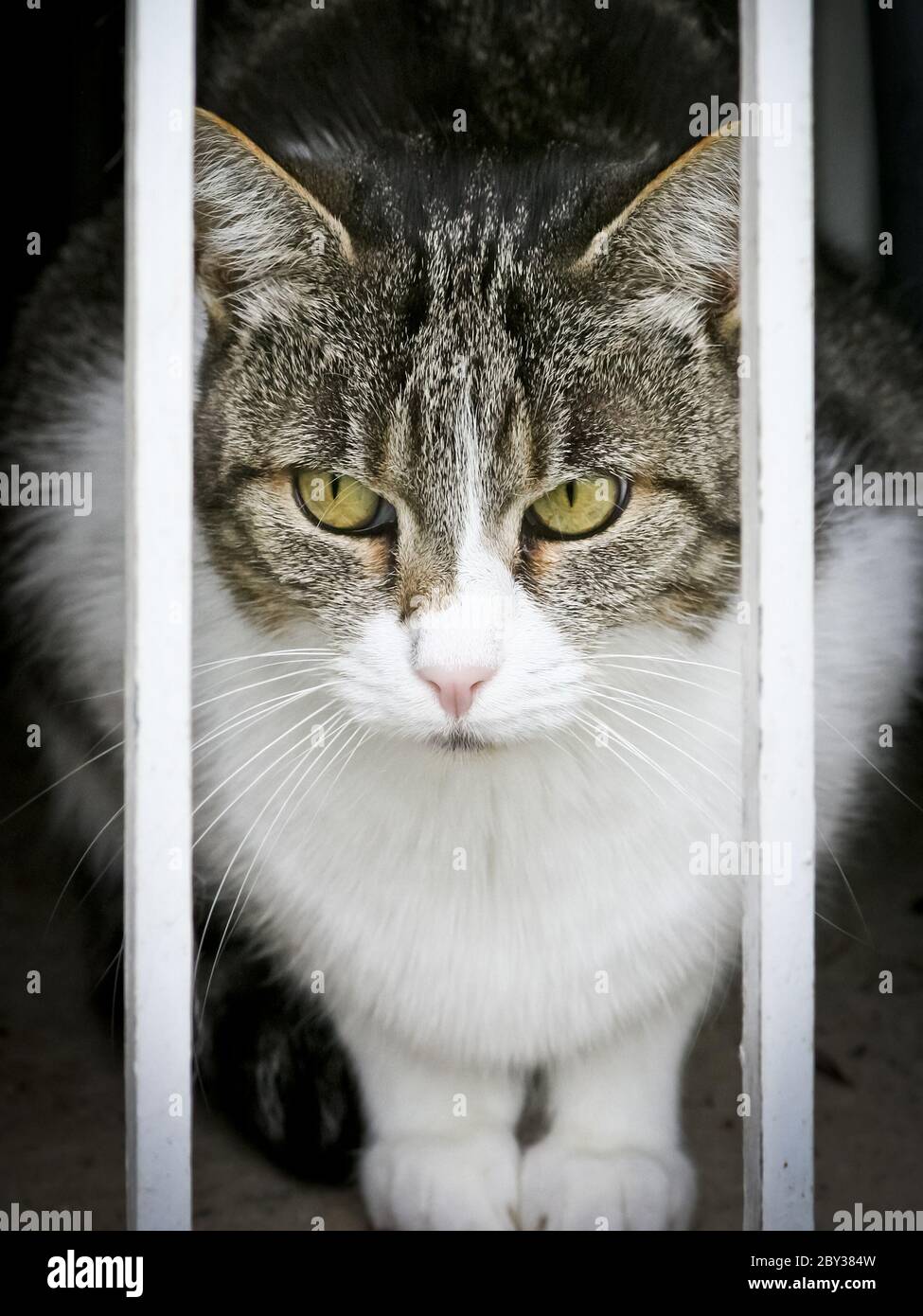Stripes front view watching hi-res stock photography and images - Alamy