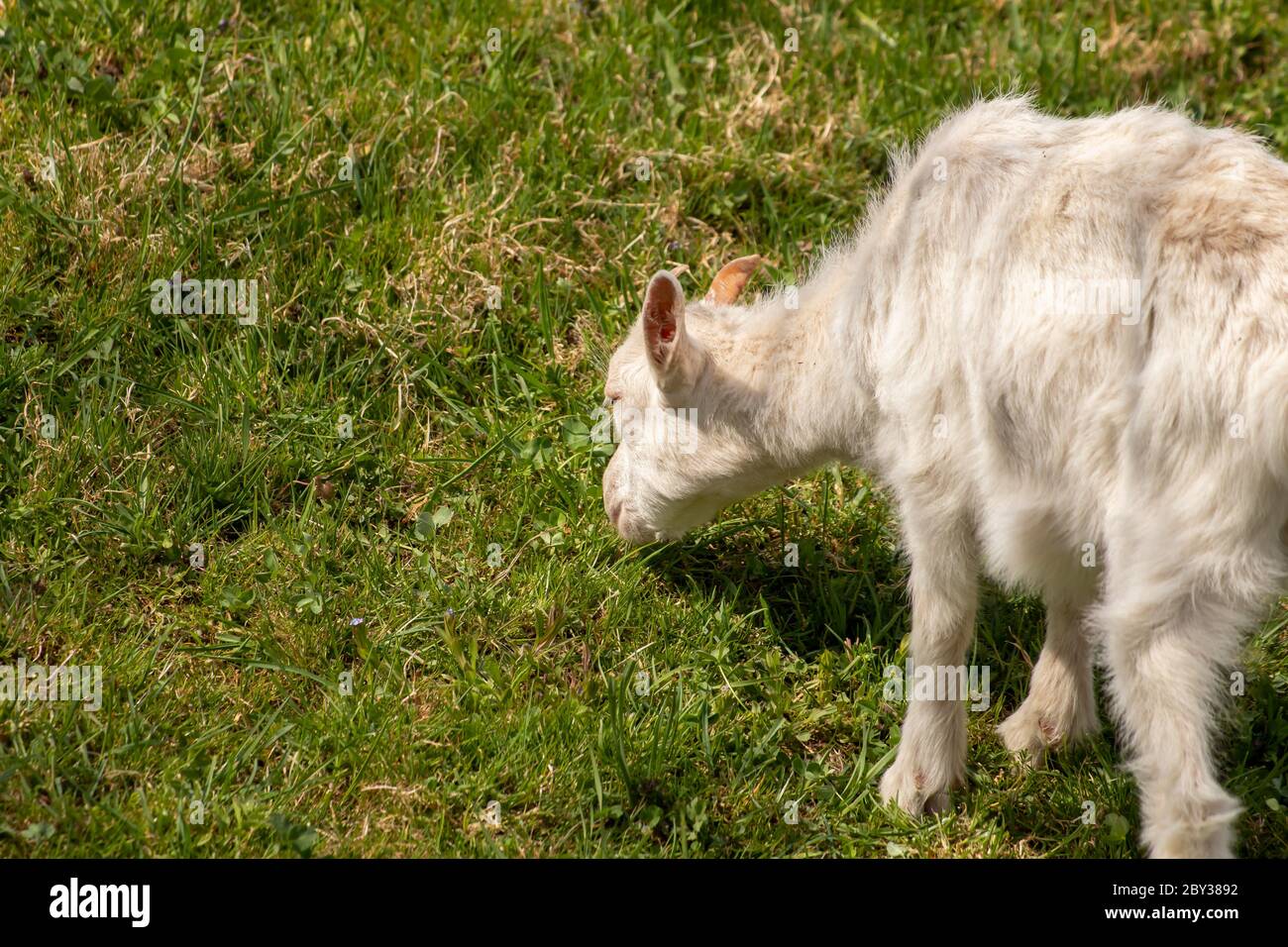 Small white domestic goat grazing Stock Photo - Alamy