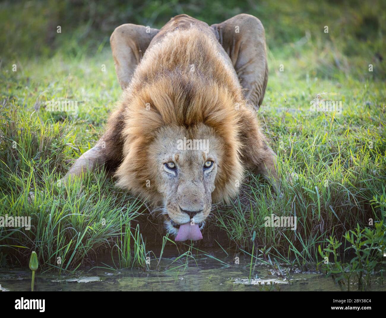 Lion Drinking Water Looking Up