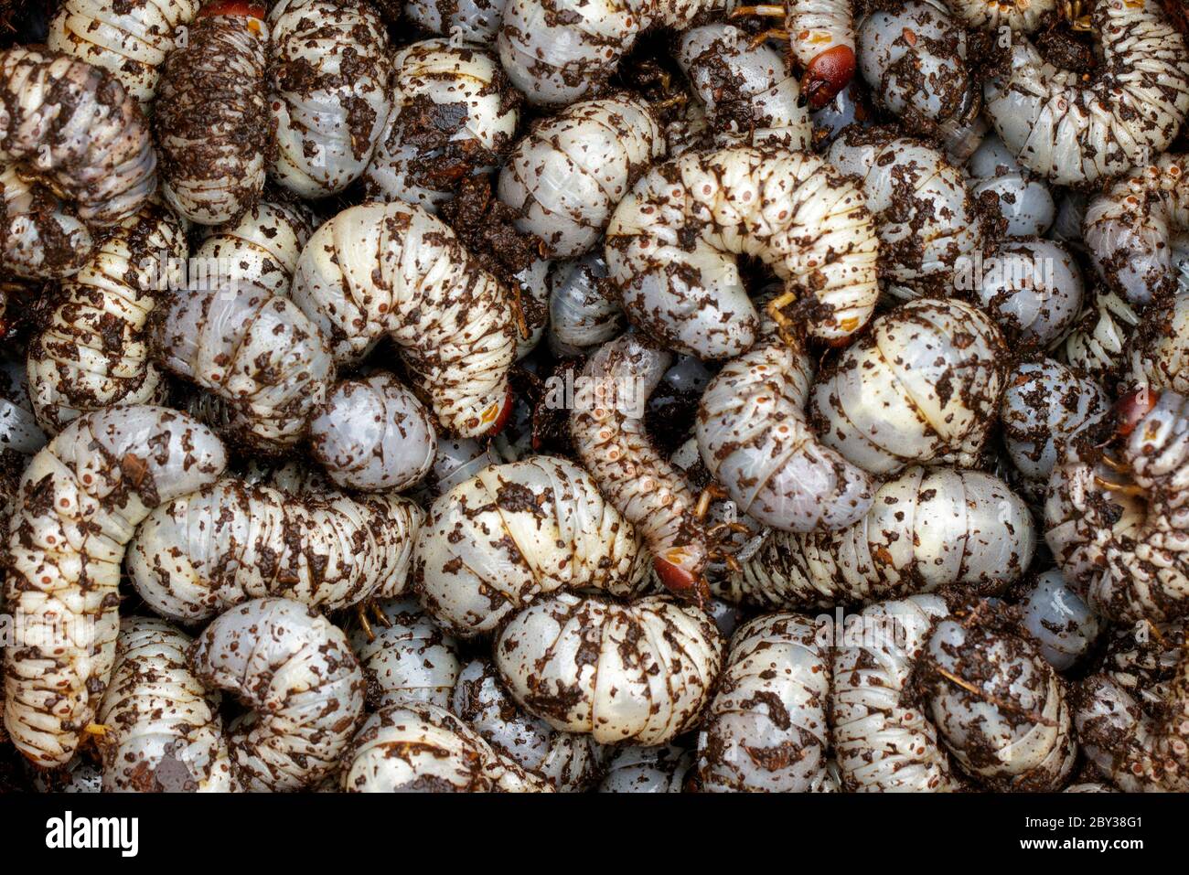 Image of grub worms, coconut rhinoceros beetle (Oryctes rhinoceros ...