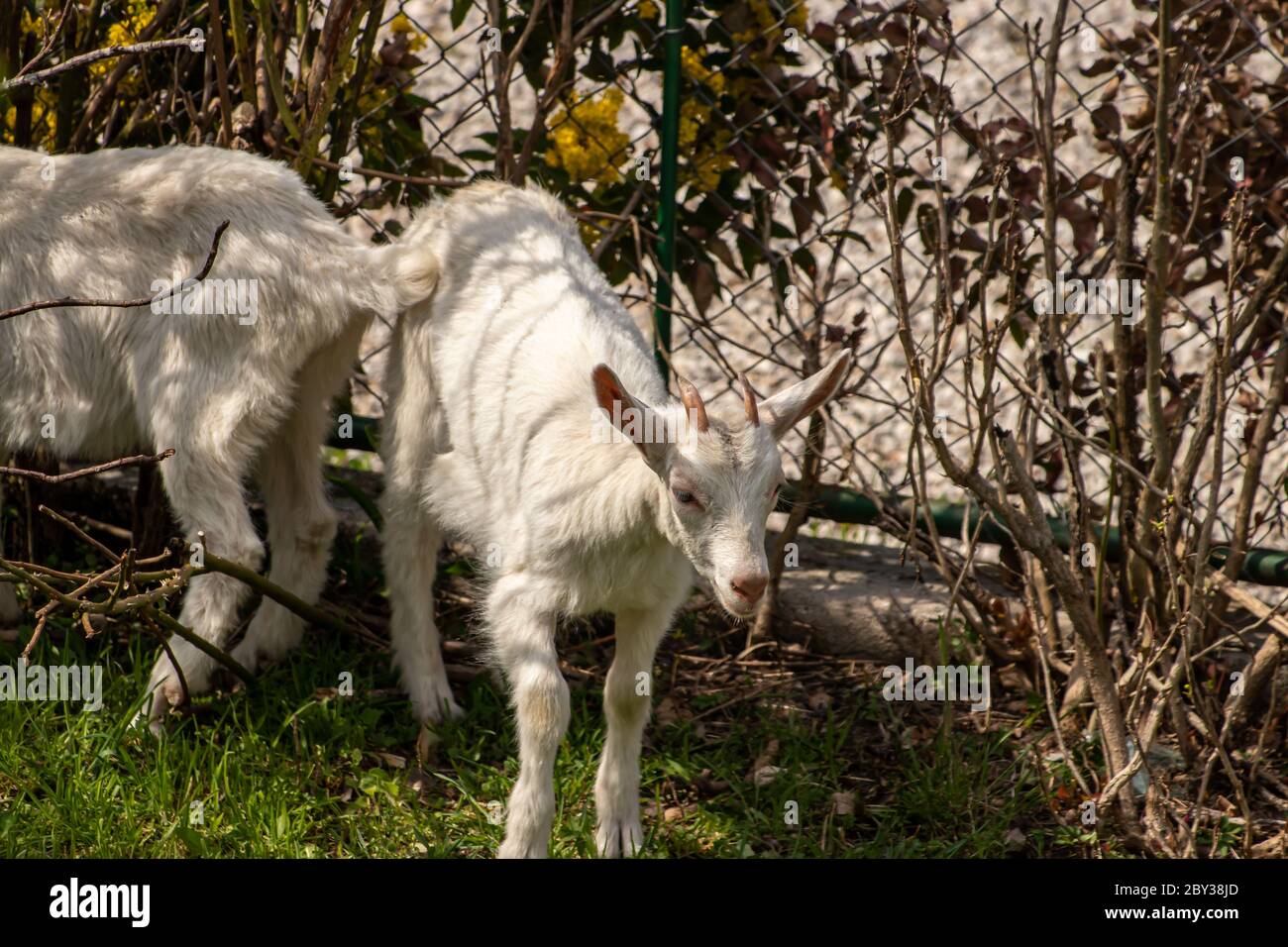 Two white domestic goats hi-res stock photography and images - Alamy